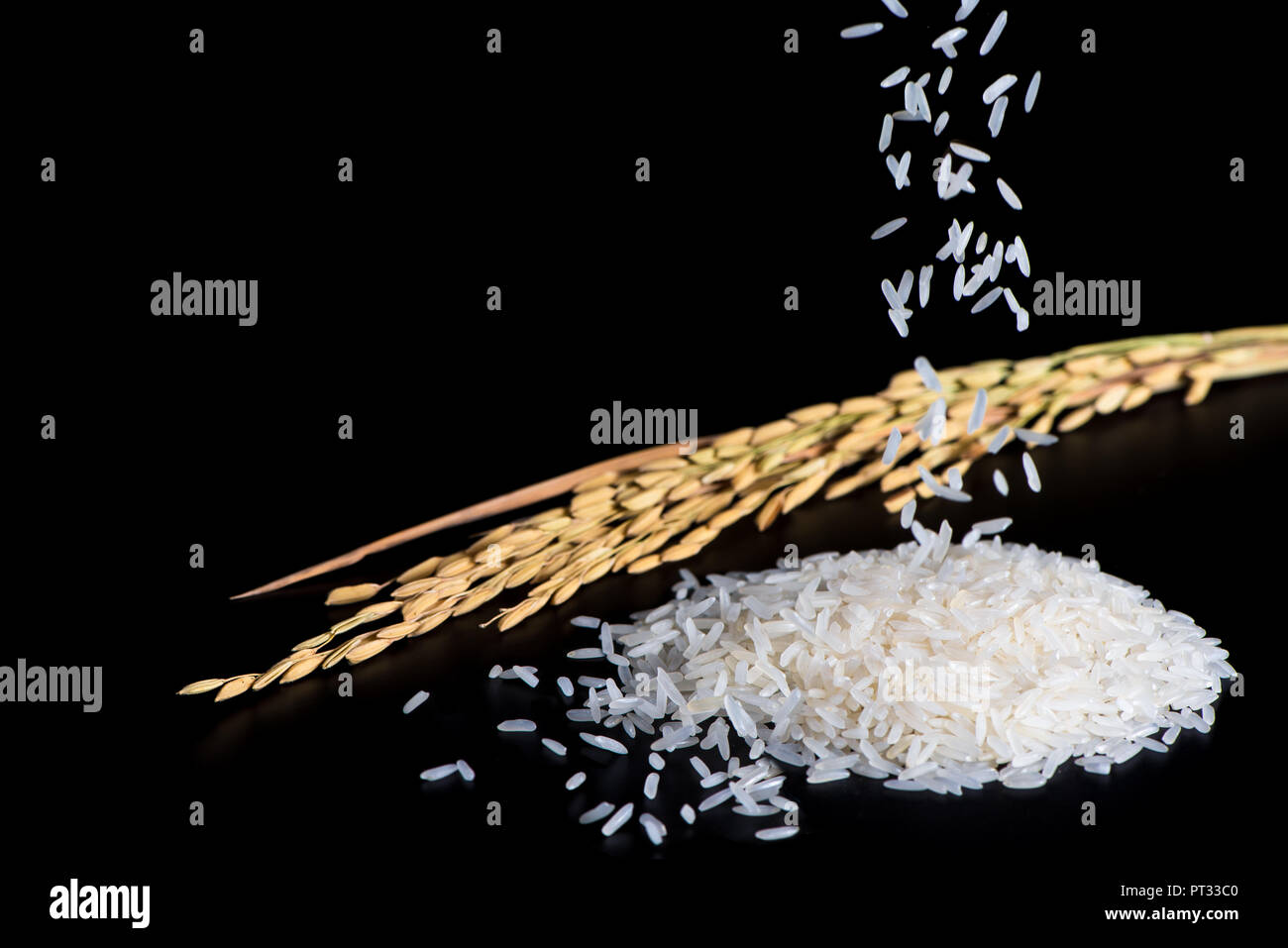 Ear of paddy rice and milled rice isolated on black background Stock ...