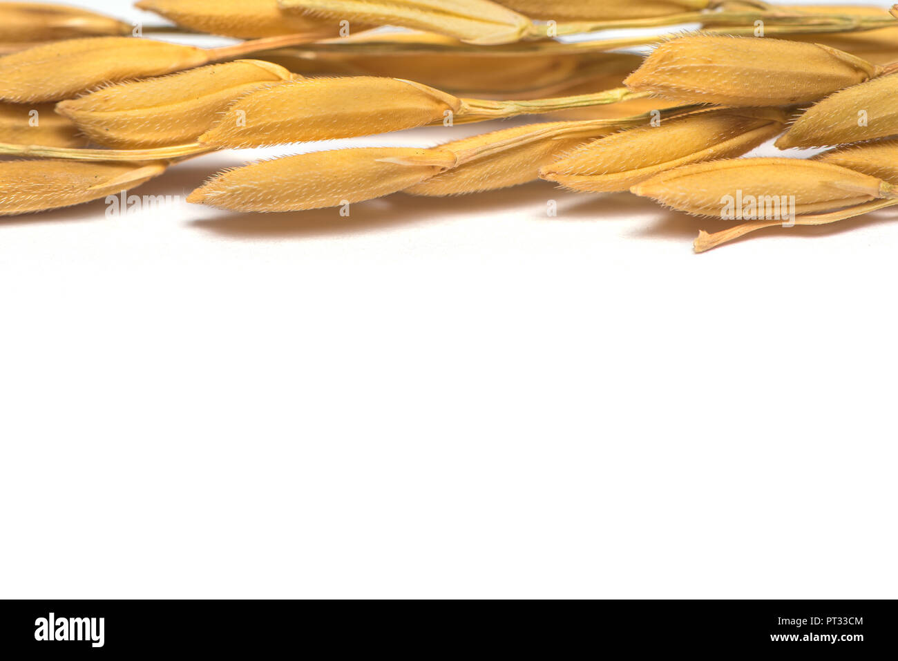 Ripe ear of paddy rice isolated on white background Stock Photo - Alamy
