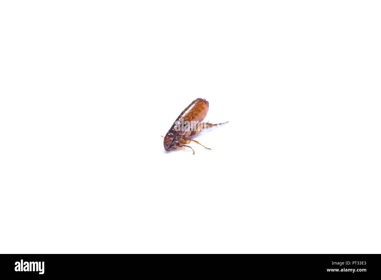 Flea jumping hi-res stock photography and images - Alamy