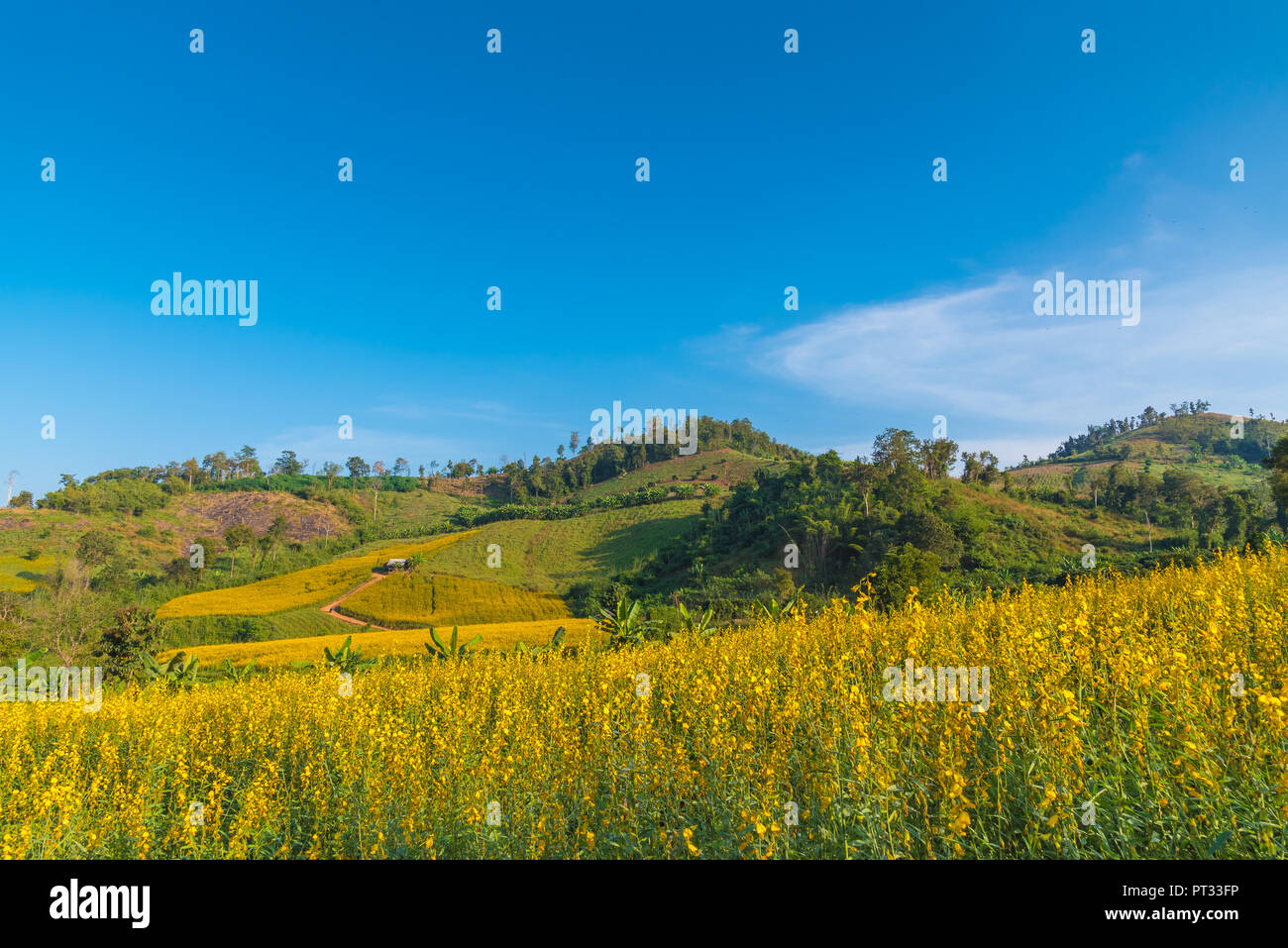 Landscape sunn hemp flowers hi-res stock photography and images - Alamy
