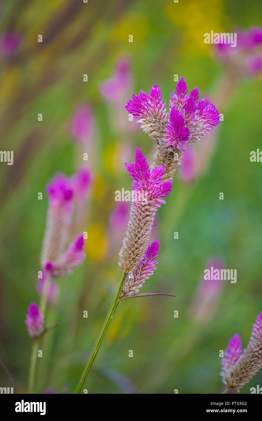 Celosia spicata or cockscombs flower is one of the edible plant which ...