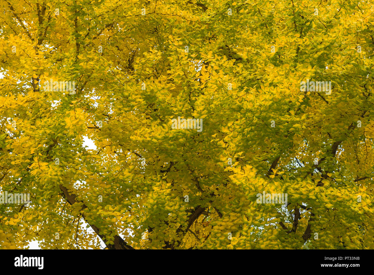 Yellow gingko biloba ginkgo biloba leave hi-res stock photography and ...