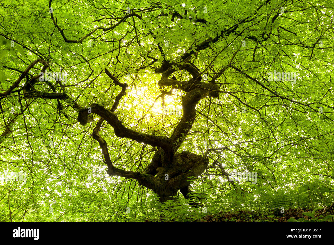 Tangled beech tree from below Stock Photo - Alamy