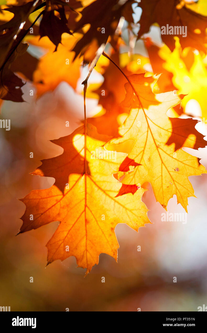 Orange autumn leaves of Red Oak, Can be taken as symbol for enjoying ...