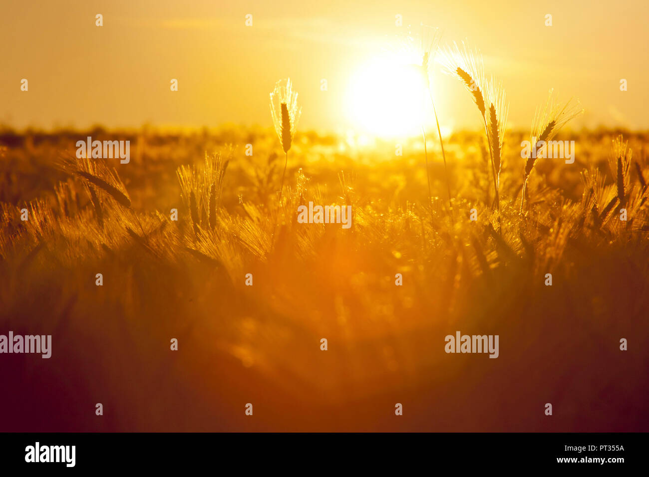Wheat spica field setting hi-res stock photography and images - Alamy