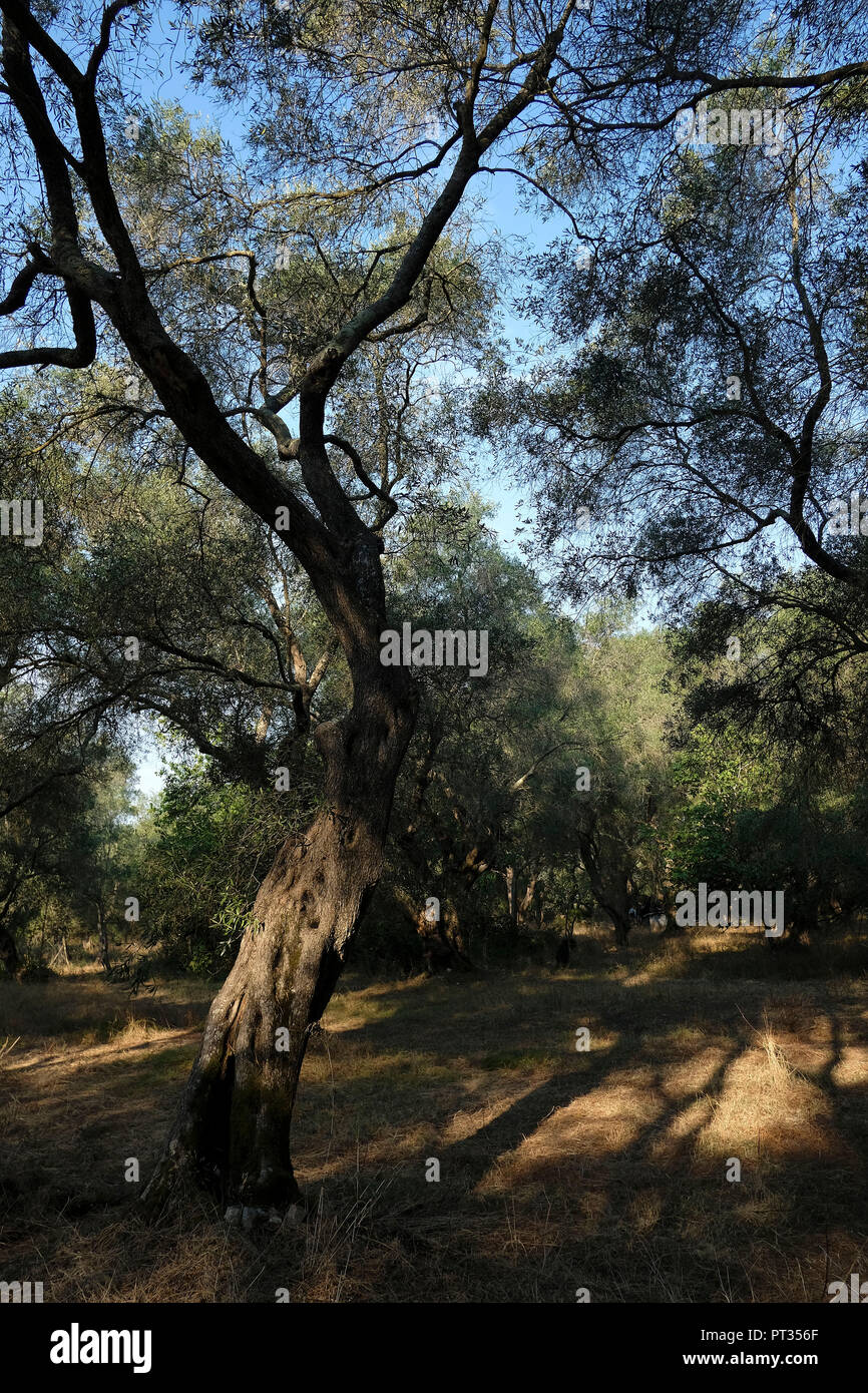 Corfu olive hi-res stock photography and images - Alamy