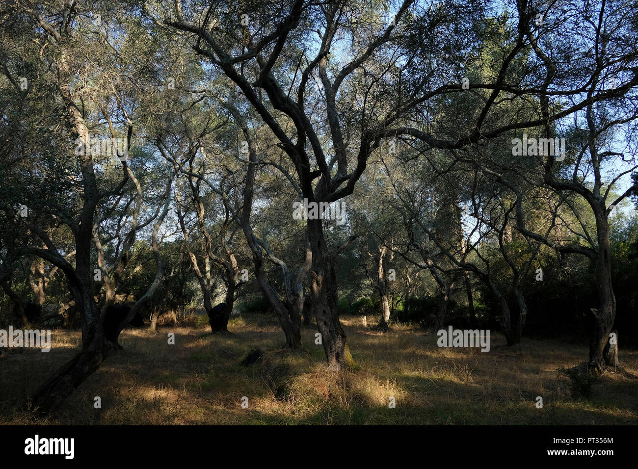 Corfu olive trees hi-res stock photography and images - Alamy