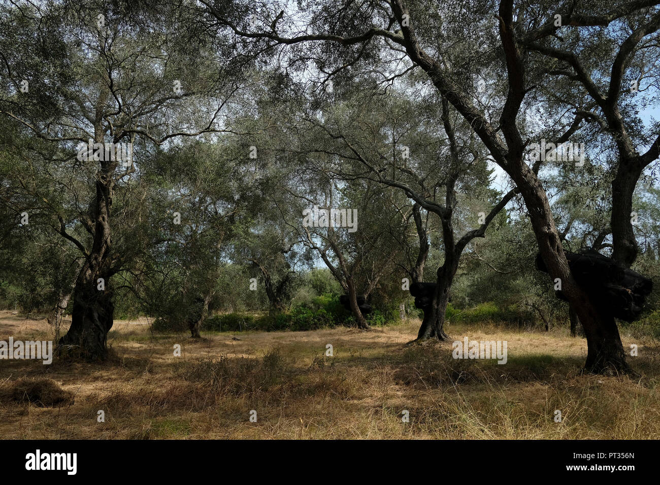 Corfu olive trees hi-res stock photography and images - Alamy