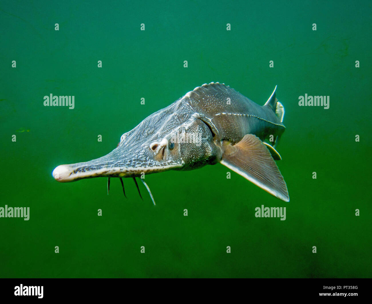 Acipenser ruthenus hi-res stock photography and images - Alamy