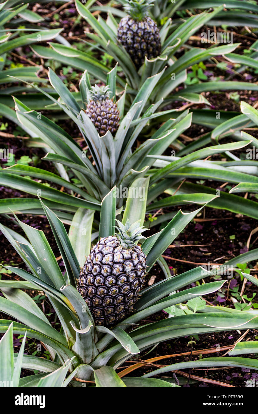 Azores pineapple plantation hi-res stock photography and images - Alamy