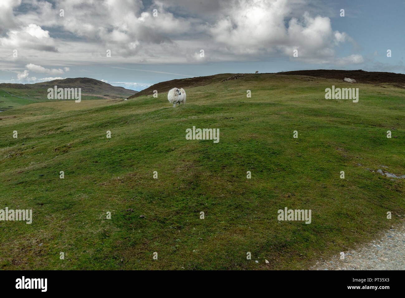 Sheep stairing at the camera,IRELAND, Connemara, Inishboffin island ...