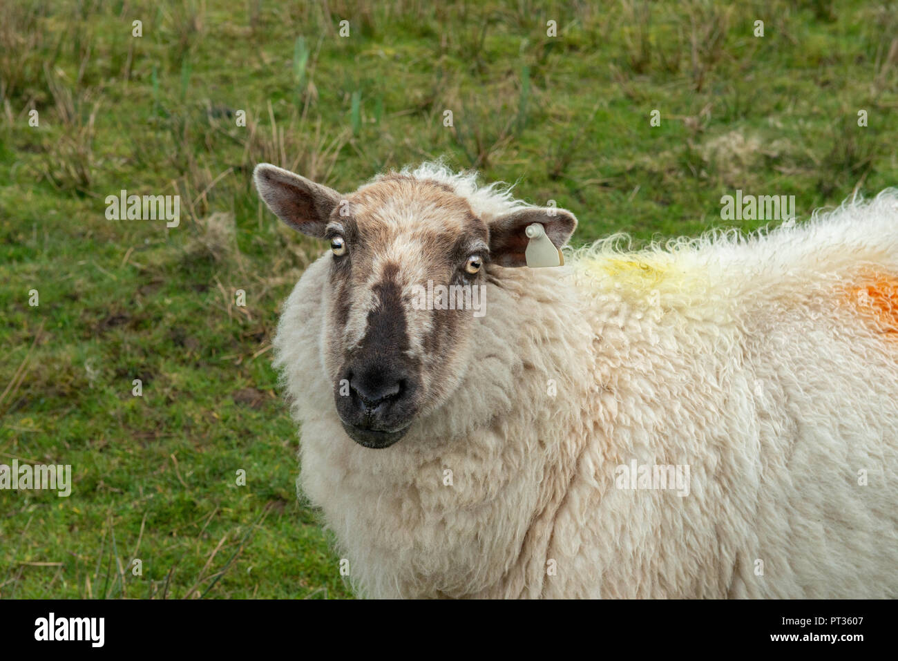 Connemara dorf hi-res stock photography and images - Alamy