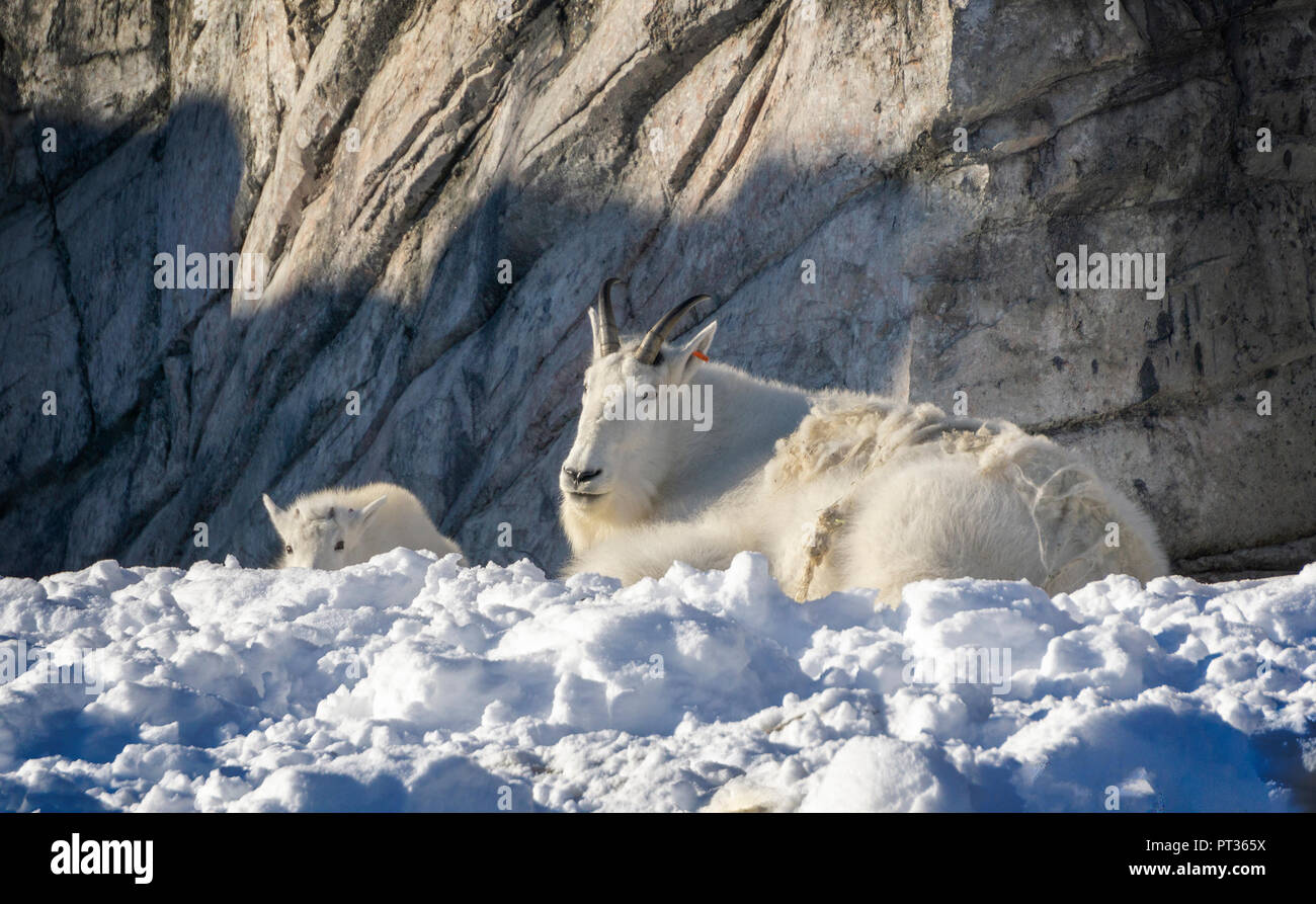Zoo goat hi-res stock photography and images - Alamy