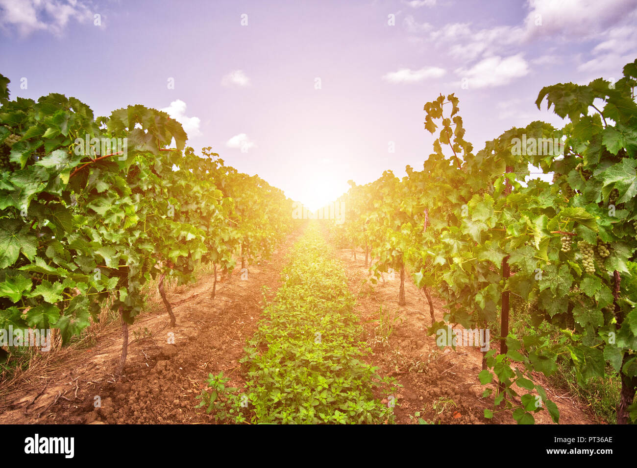 Niagara on the Lake, Grape fields Stock Photo - Alamy