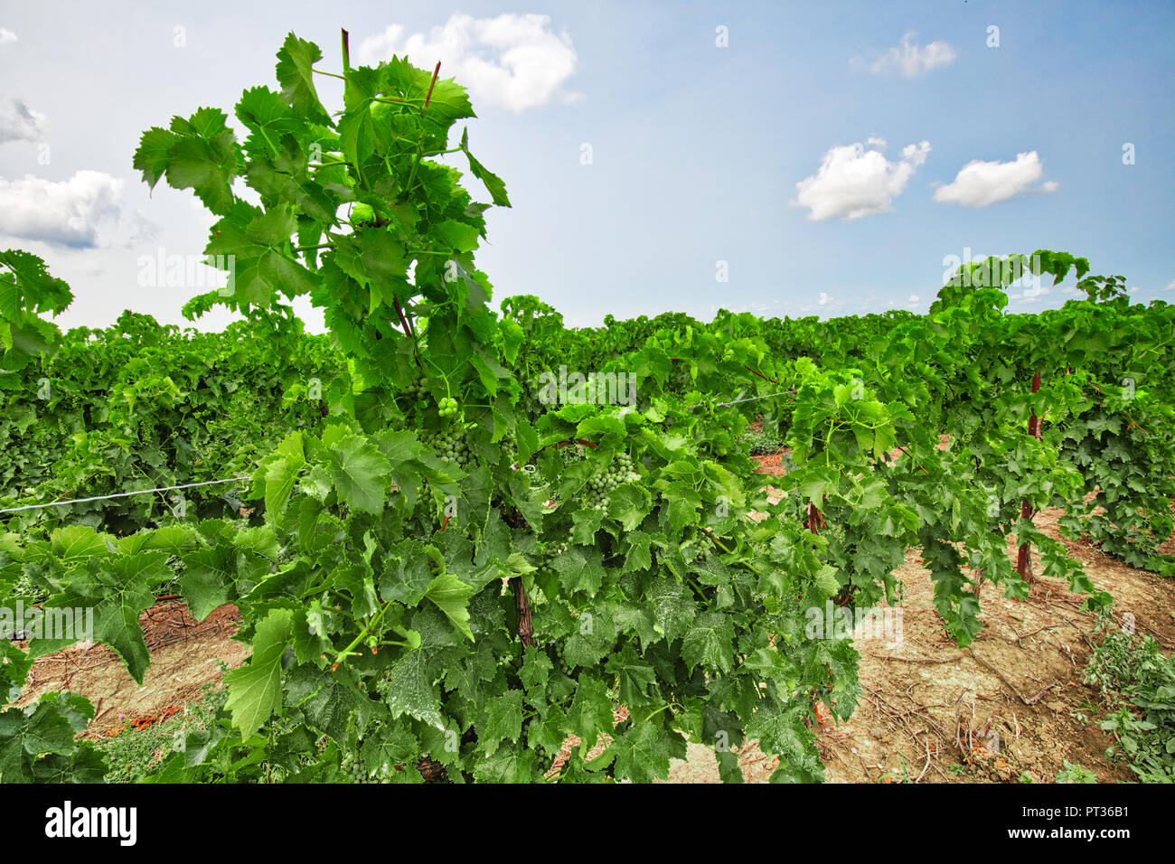 Vineyard winter grapes niagara hi-res stock photography and images - Alamy