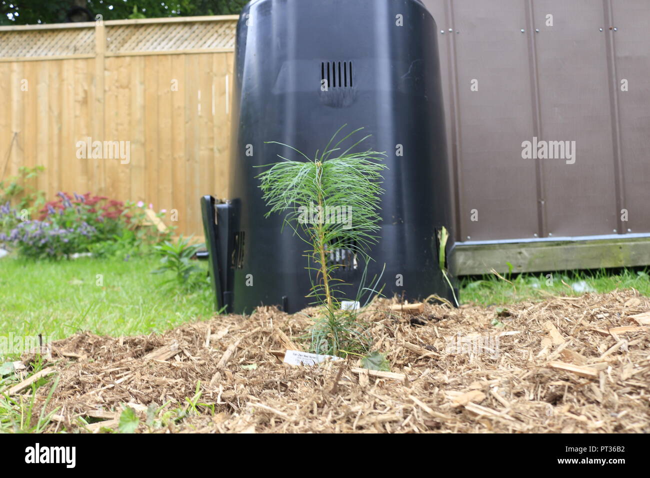 young white pine tree growing in backyard, just planted Stock Photo - Alamy