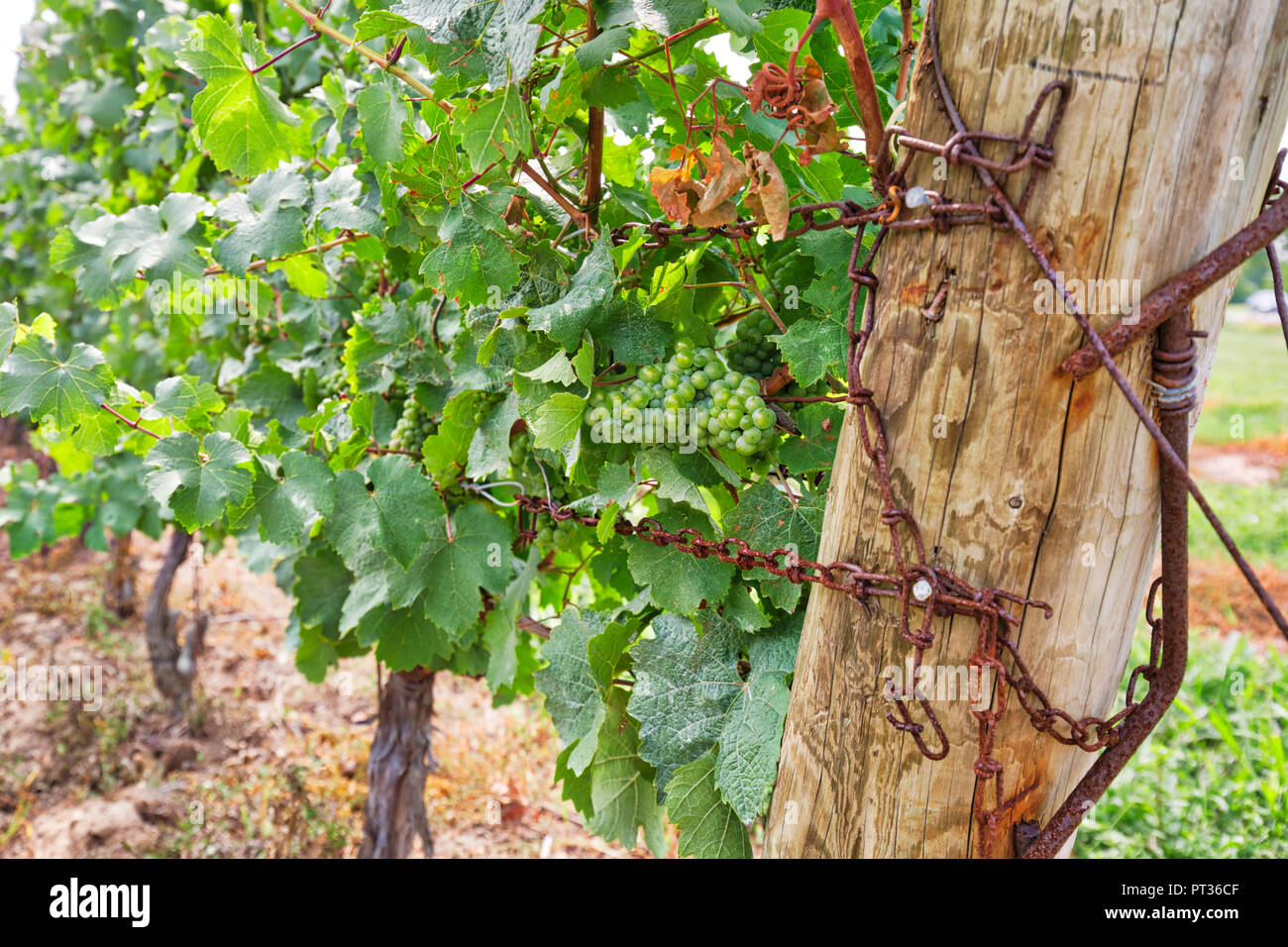 Vineyard winter grapes niagara hi-res stock photography and images - Alamy