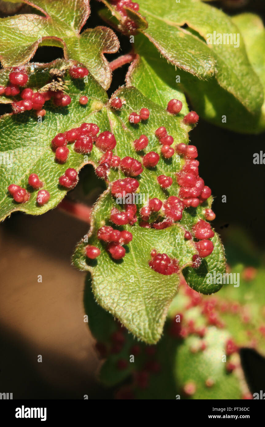 Red galls of hawthorn leaf, Bershis, Swiss Alps Stock Photo - Alamy