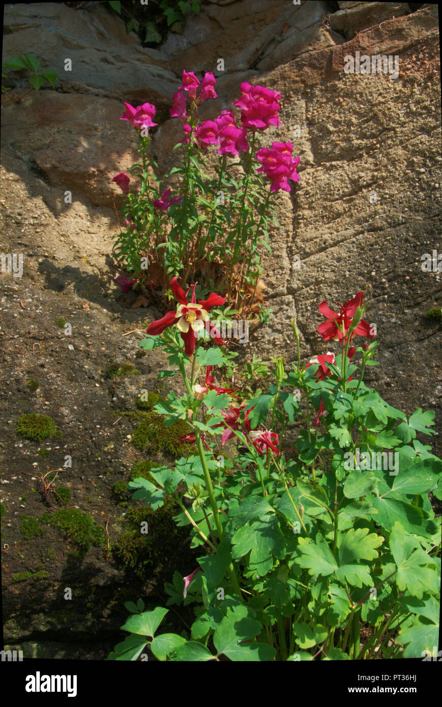 Rock snapdragon hi-res stock photography and images - Alamy