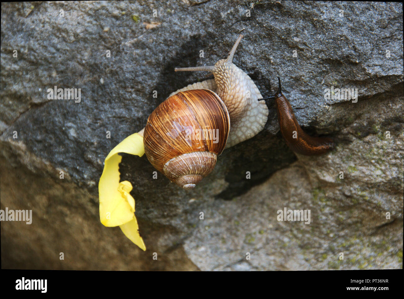 Helix pomatia; escargot, or edible snail, in Swiss garden Stock Photo ...