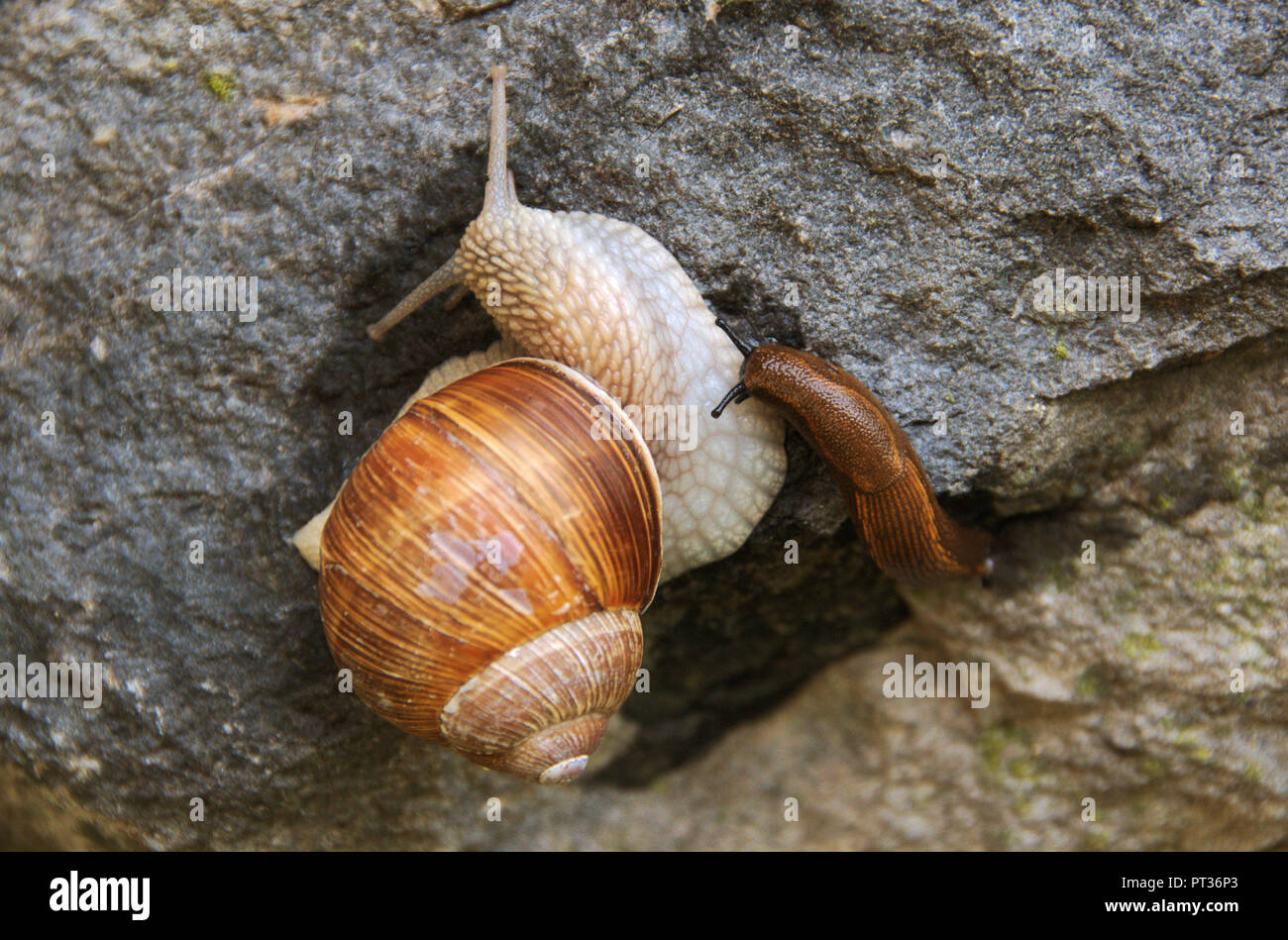 Helix pomatia; escargot, or edible snail, in Swiss garden Stock Photo ...