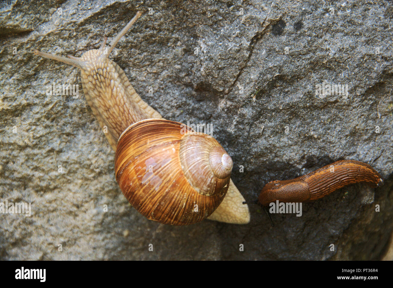 Helix pomatia; escargot, or edible snail, in Swiss garden Stock Photo ...