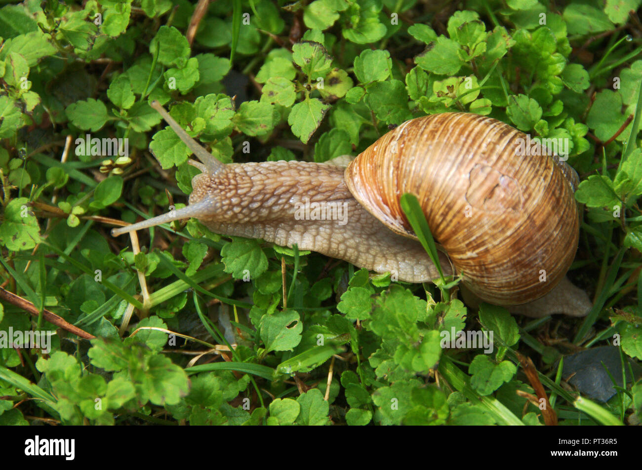 Helix pomatia; escargot, or edible snail, in Swiss garden Stock Photo ...
