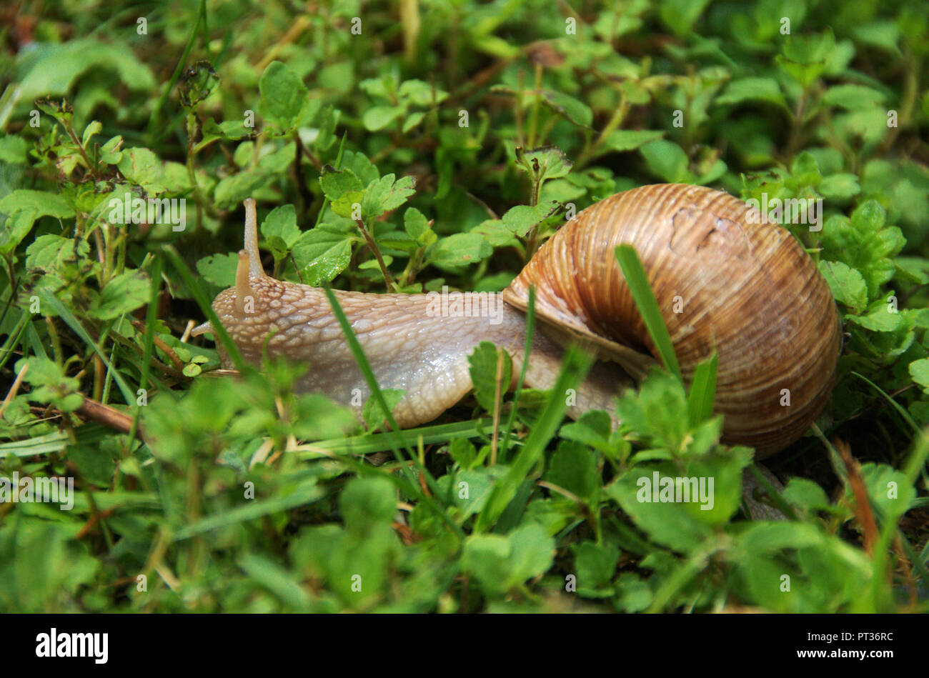 Helix pomatia; escargot, or edible snail, in Swiss garden Stock Photo ...