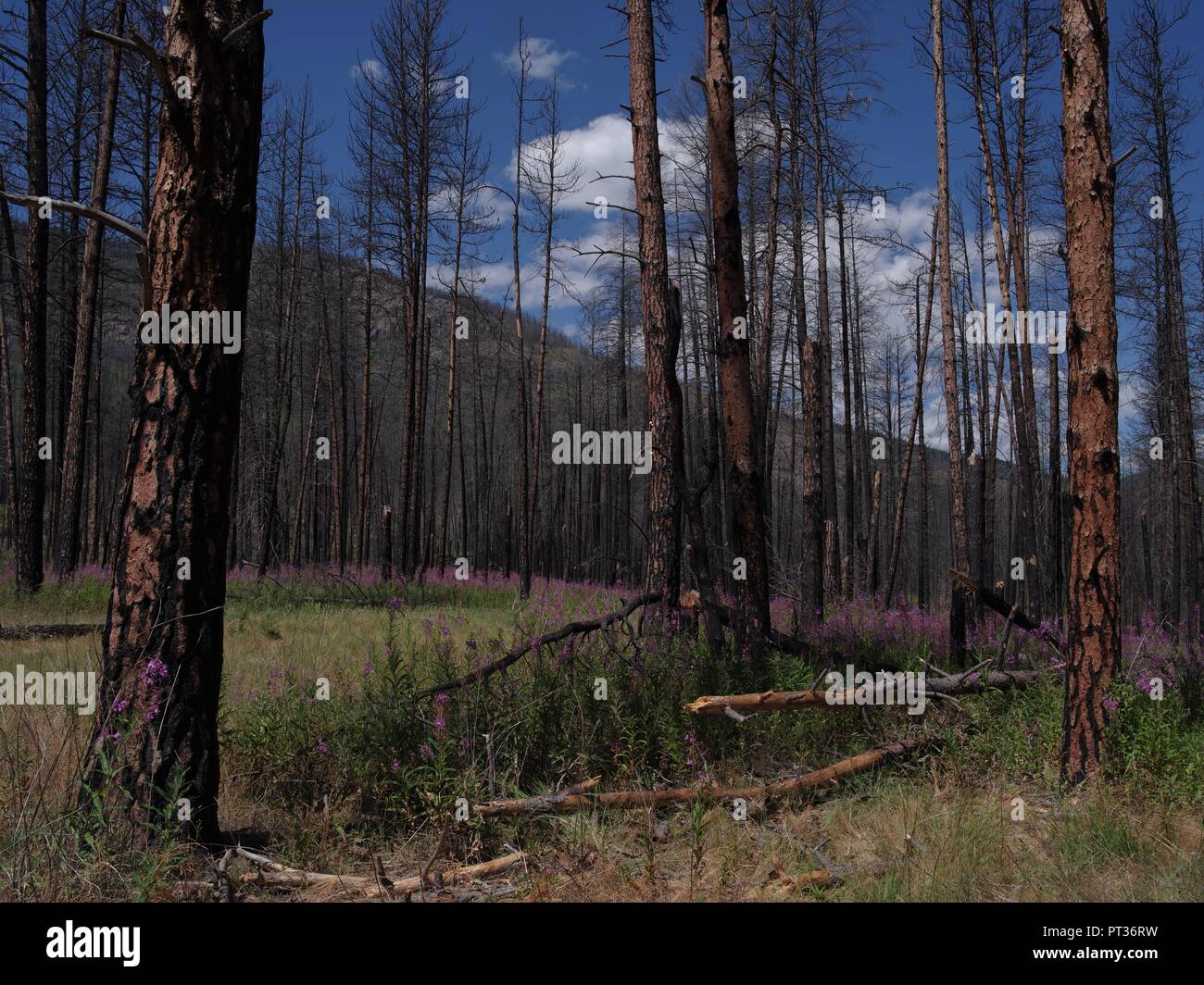 Rock Creek, Kettle River, forest fire, wildfire, Kettle Valley, BC ...