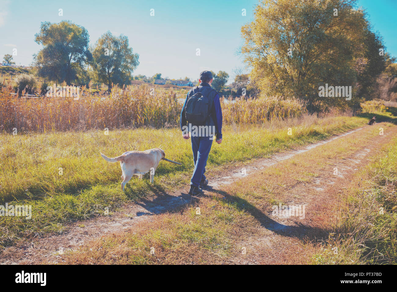 Man walking yellow labrador dog hi-res stock photography and images - Alamy