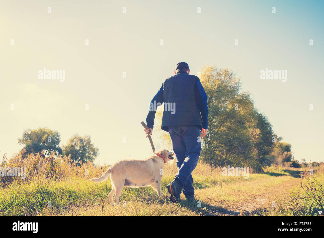 Man walking yellow labrador dog hi-res stock photography and images - Alamy