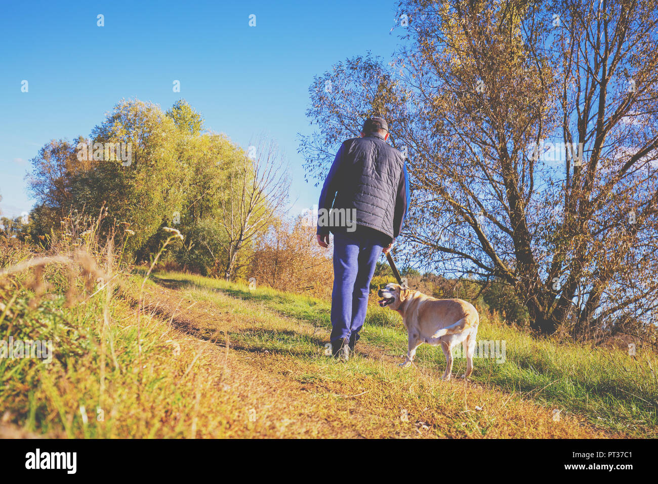 Man walking yellow labrador dog hi-res stock photography and images - Alamy
