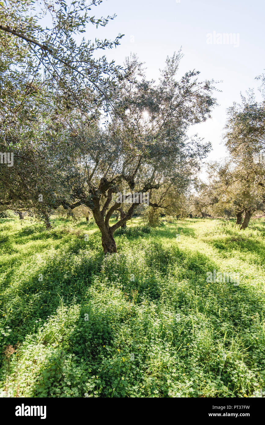 Olive grove in Greece just before the harvest with rich clover and sun ...