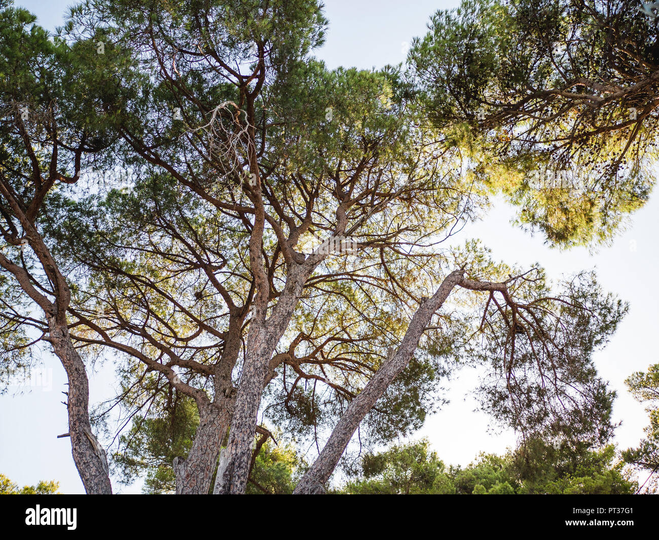 Pine trees in the morning light, view of the sky Stock Photo - Alamy