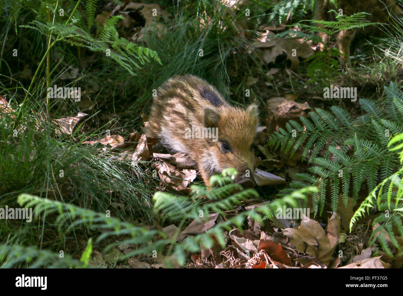 Wild boar piglet in the forest Stock Photo - Alamy