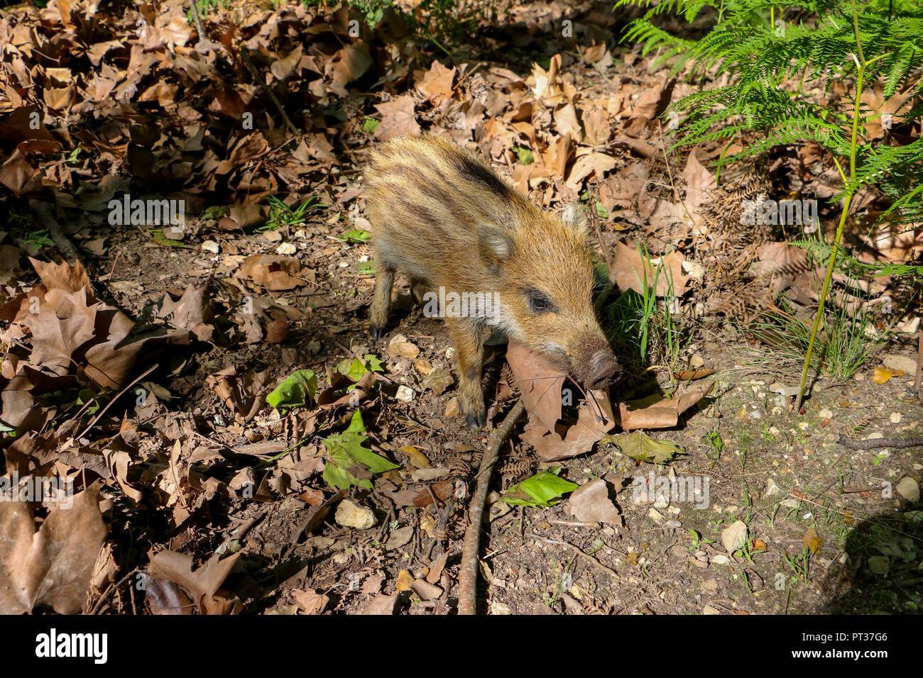 Wild boar piglet in the forest Stock Photo - Alamy