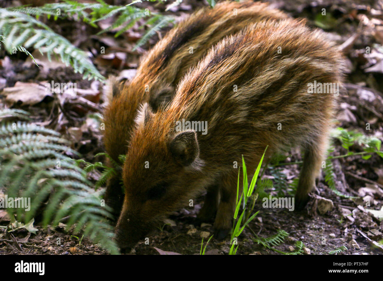 Wild boar piglet in the forest Stock Photo - Alamy