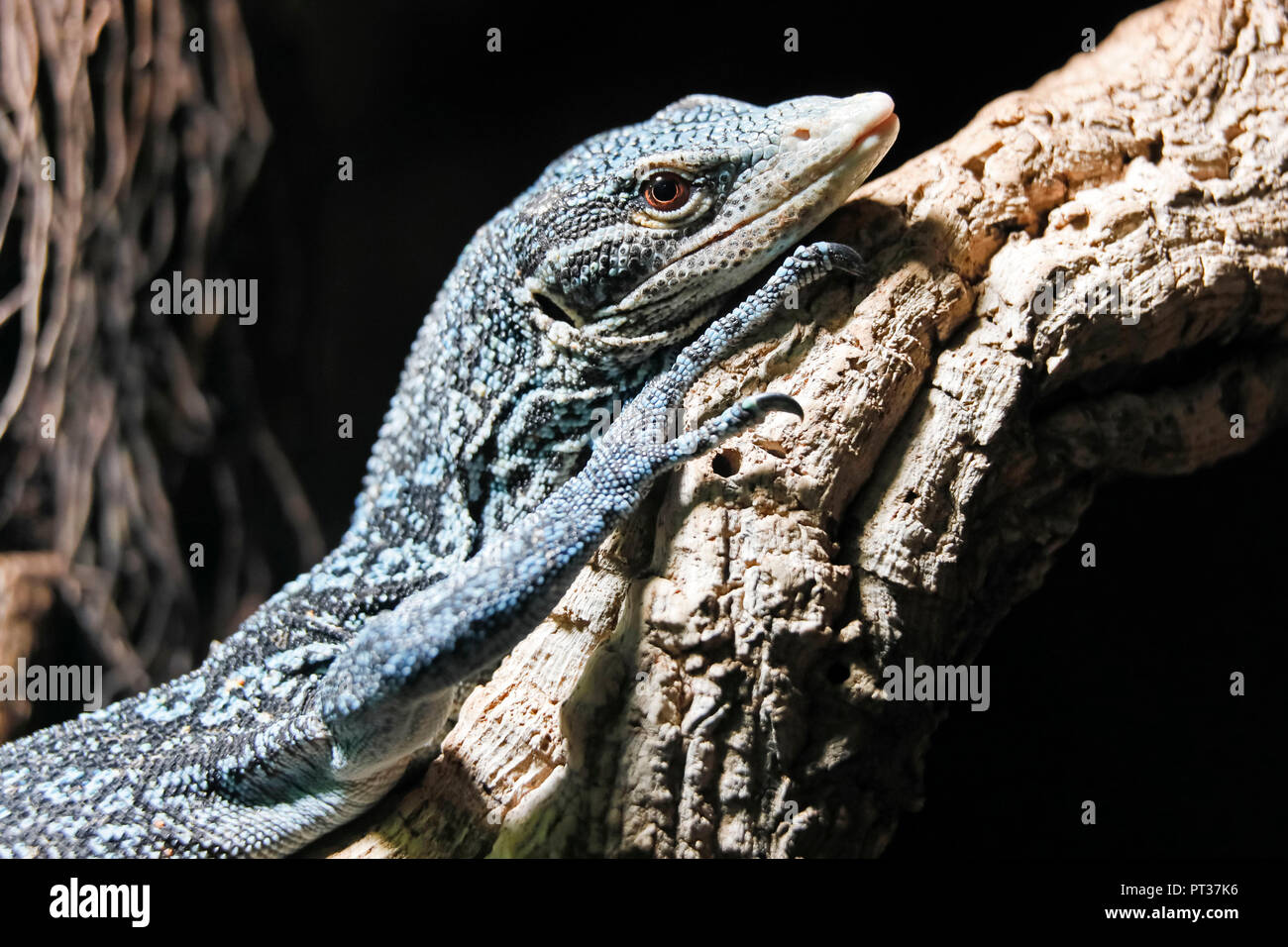 Blue-spotted tree monitor, (Varanus macraei), captive, Germany Stock ...