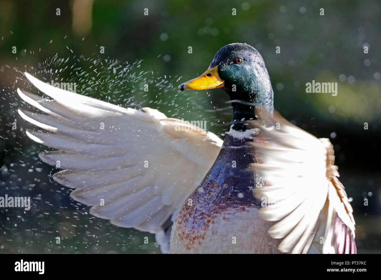 Flapping ist wings hi-res stock photography and images - Alamy