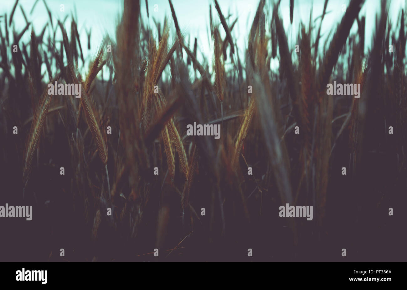 Single wheat plants hi-res stock photography and images - Alamy