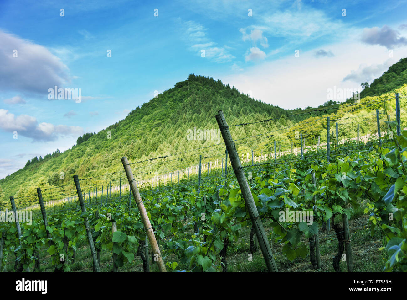 Roman vineyard landscape hi-res stock photography and images - Alamy