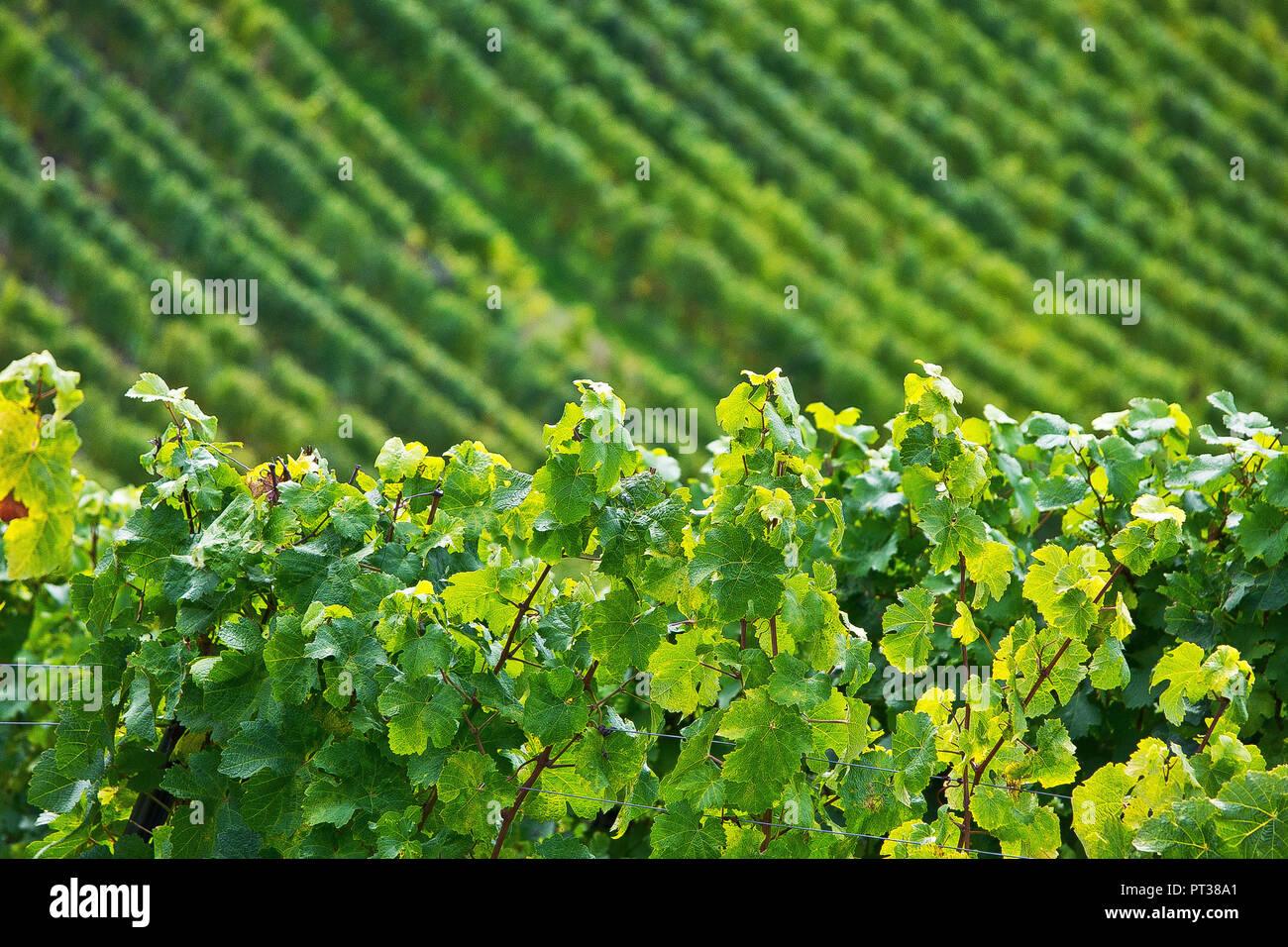 Roman vineyard landscape hi-res stock photography and images - Alamy
