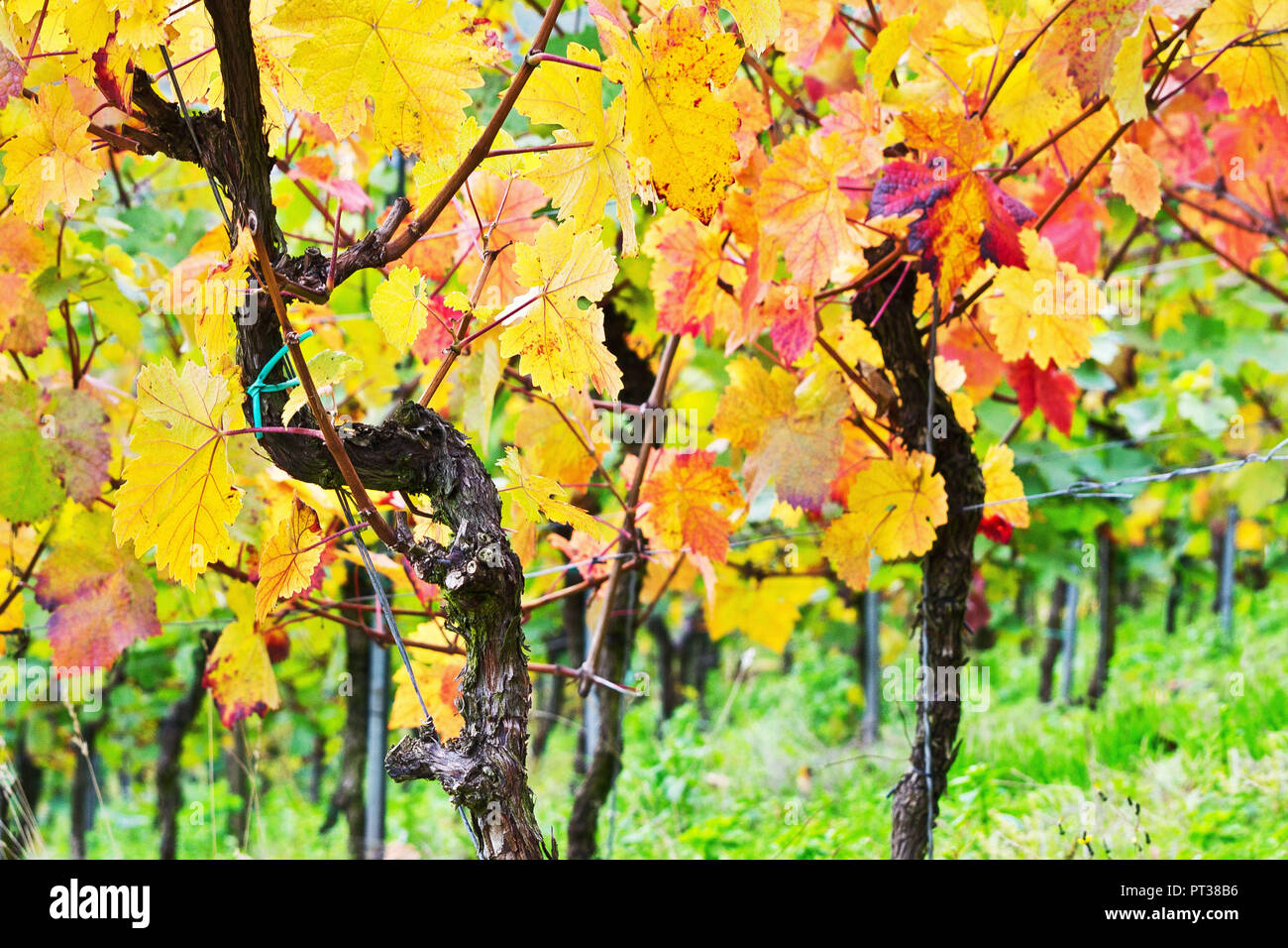 Vine cultural landscape hi-res stock photography and images - Alamy