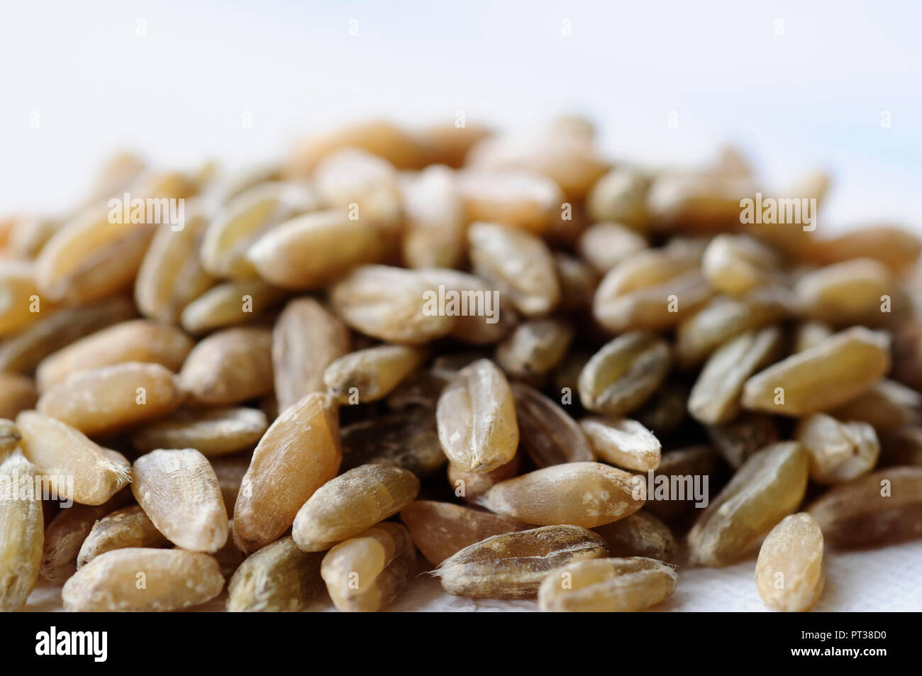 Green spelt, Cereals, spelt Stock Photo - Alamy
