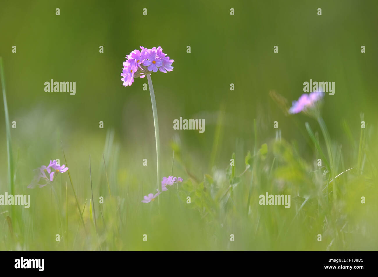 Bird's-eye primrose, Common Primrose, Primula farinosa Stock Photo - Alamy