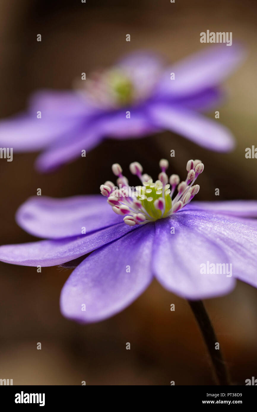 Anemone hepatica hi-res stock photography and images - Alamy