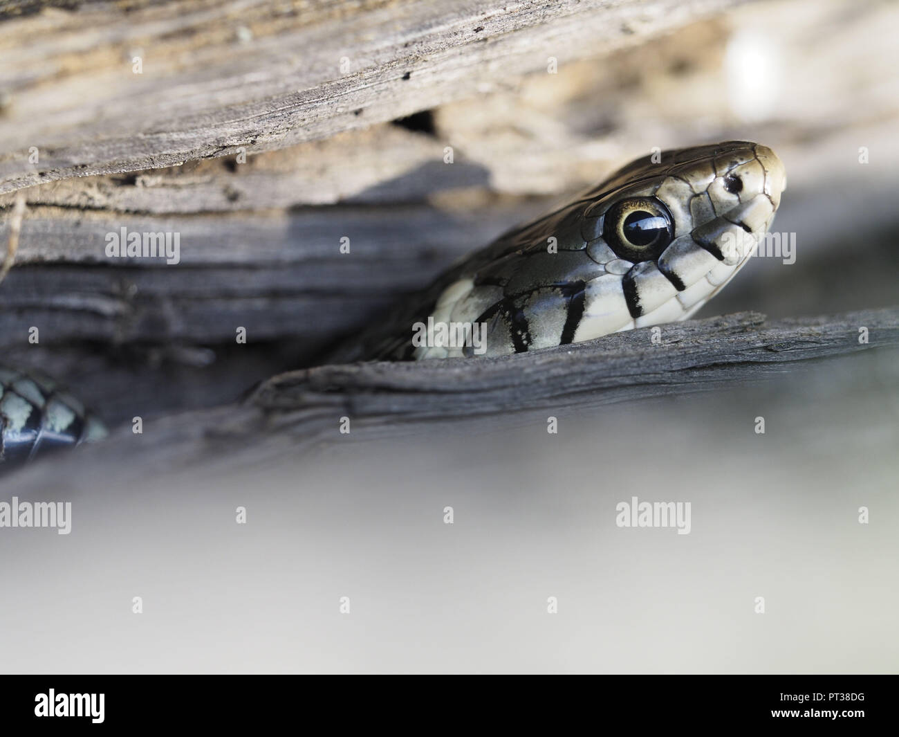 Natrix natrix reptiles hi-res stock photography and images - Alamy