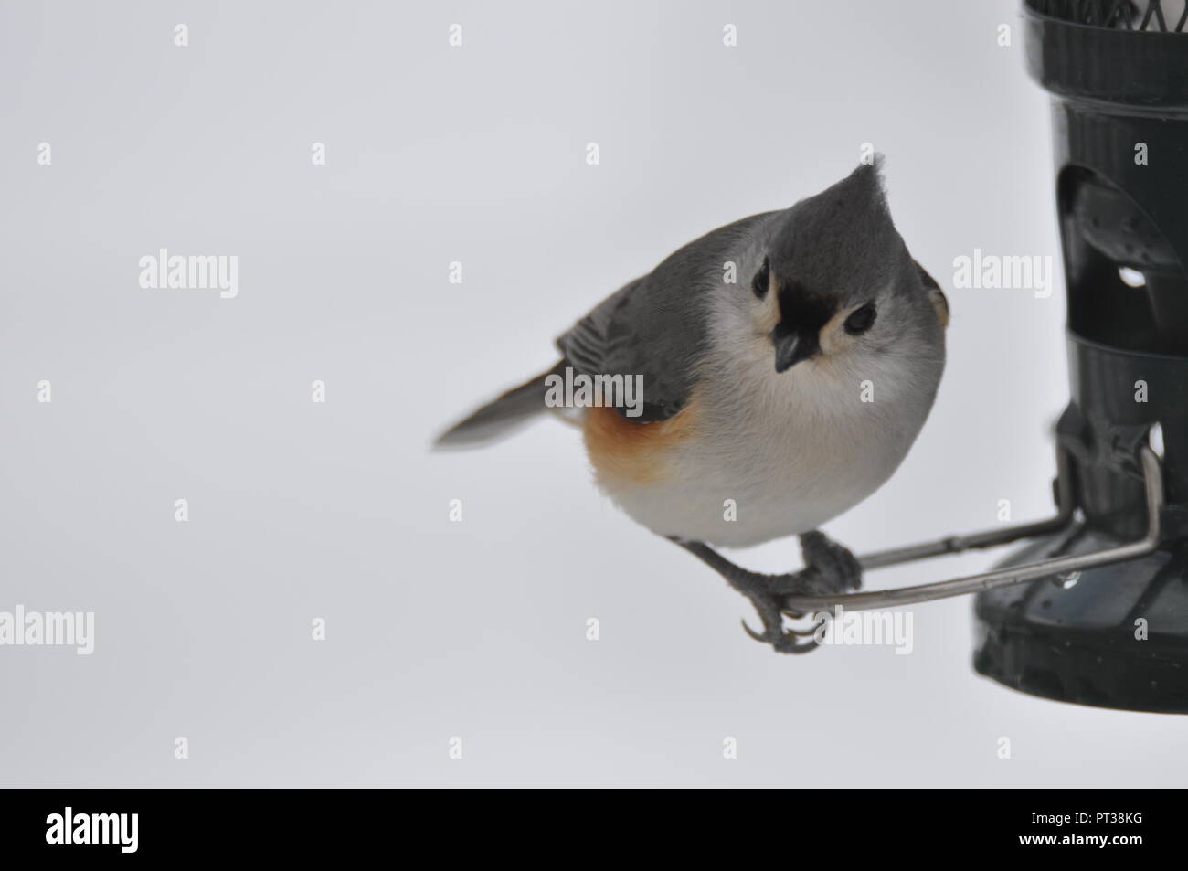 Cute tufted titmouse hi-res stock photography and images - Alamy