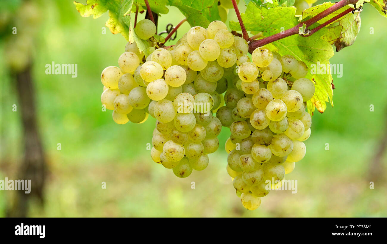 Riesling grape hi-res stock photography and images - Alamy