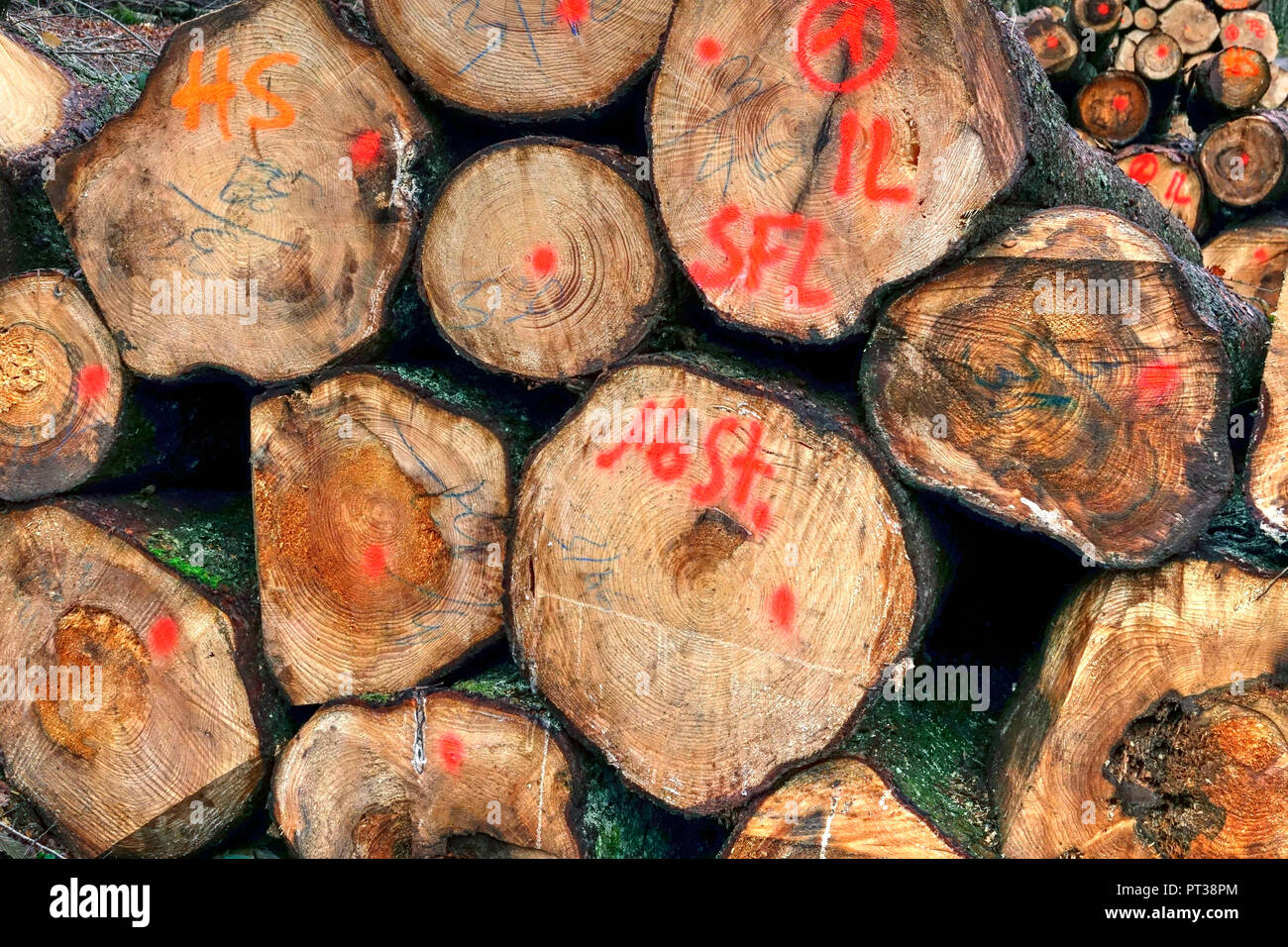 Stacked tree trunks with marking hi-res stock photography and images ...